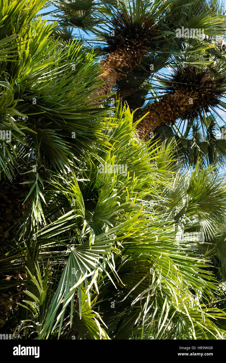 Orto botanico di Padova; Goethe palm Stock Photo - Alamy