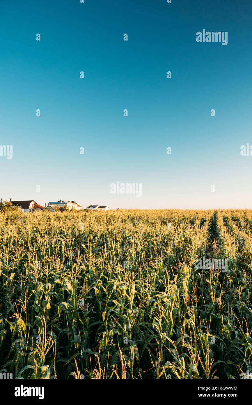 Green Maize Corn Field Plantation In Summer Agricultural Season ...