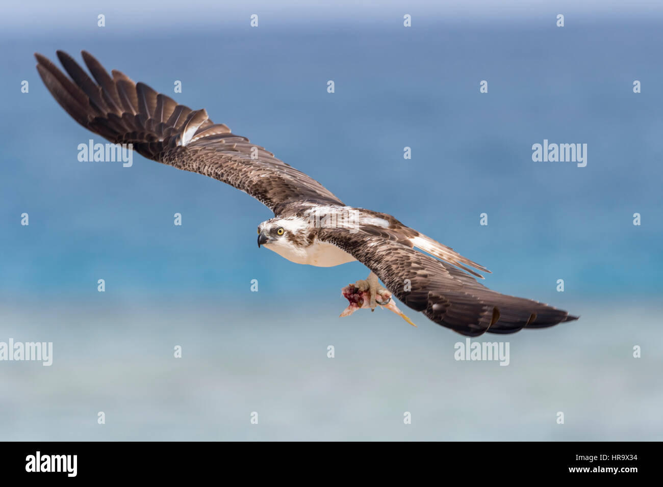 Osprey in breeding season Stock Photo - Alamy