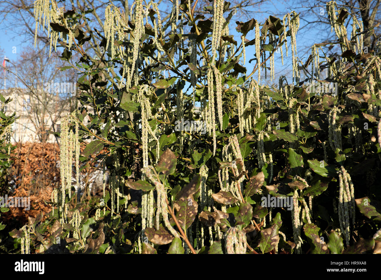 Garrya Elliptica Stock Photos & Garrya Elliptica Stock Images - Alamy