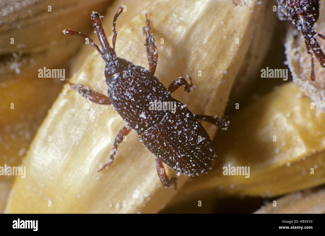 Adult grain weevil, Sitophilus granarius, on damaged barley grain in ...