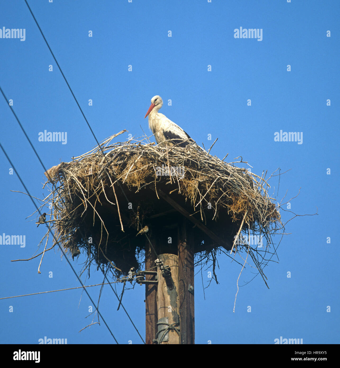 Nesting bird on telegraph pole hi-res stock photography and images - Alamy