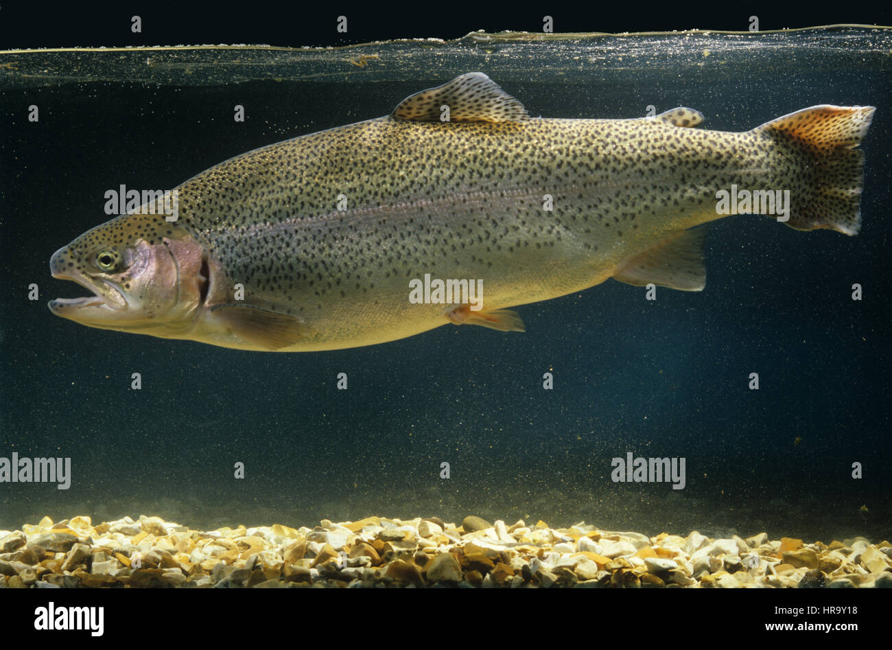 Trout Gills High Resolution Stock Photography and Images - Alamy
