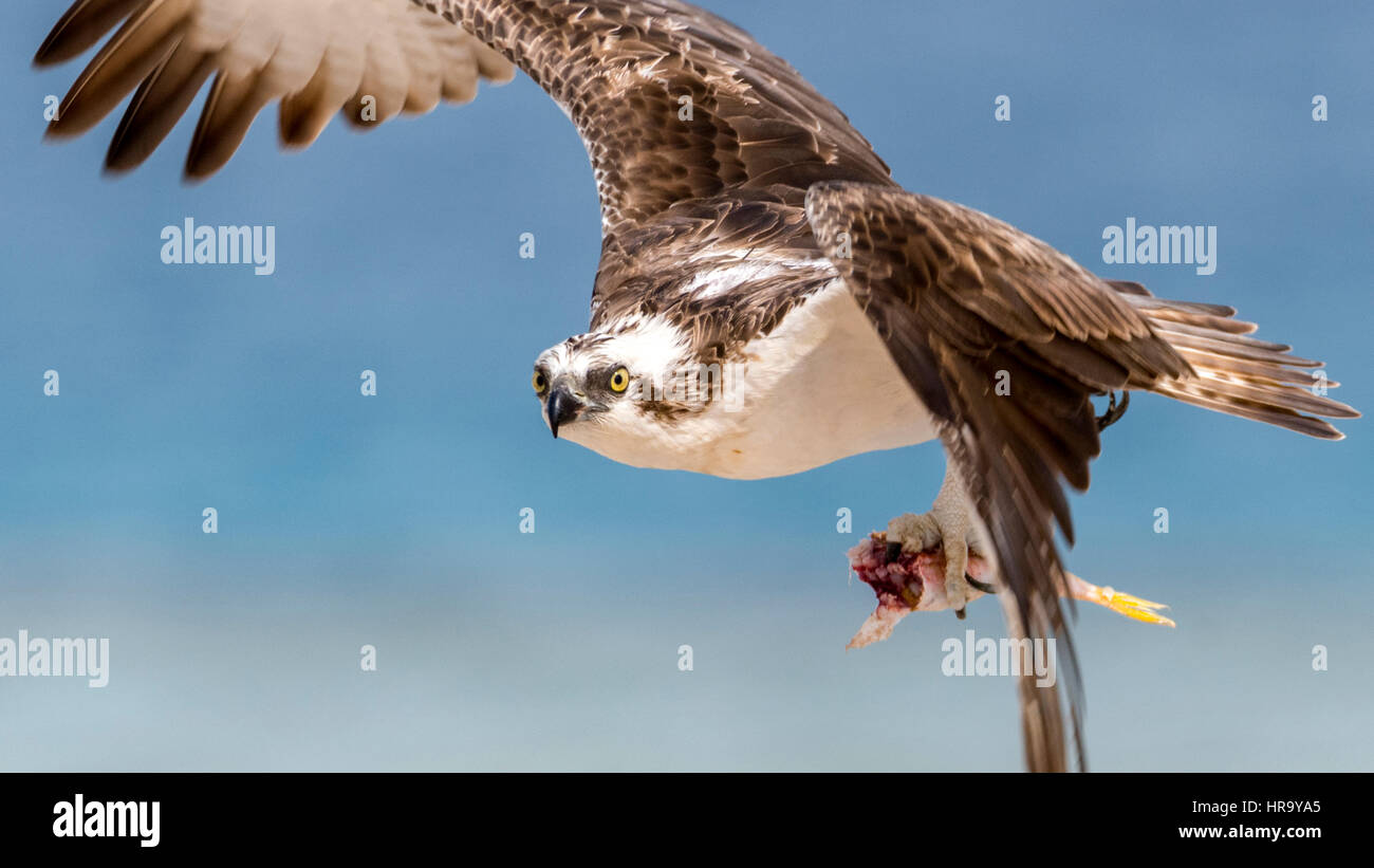 Osprey in breeding season Stock Photo - Alamy