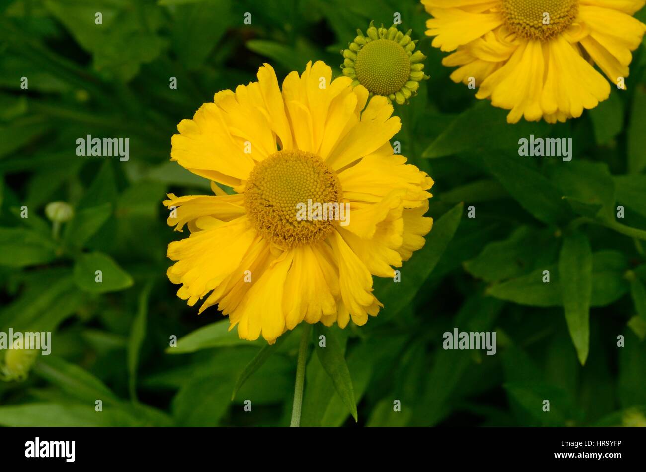 Helenium Butterpat Sneezewort Stock Photo - Alamy