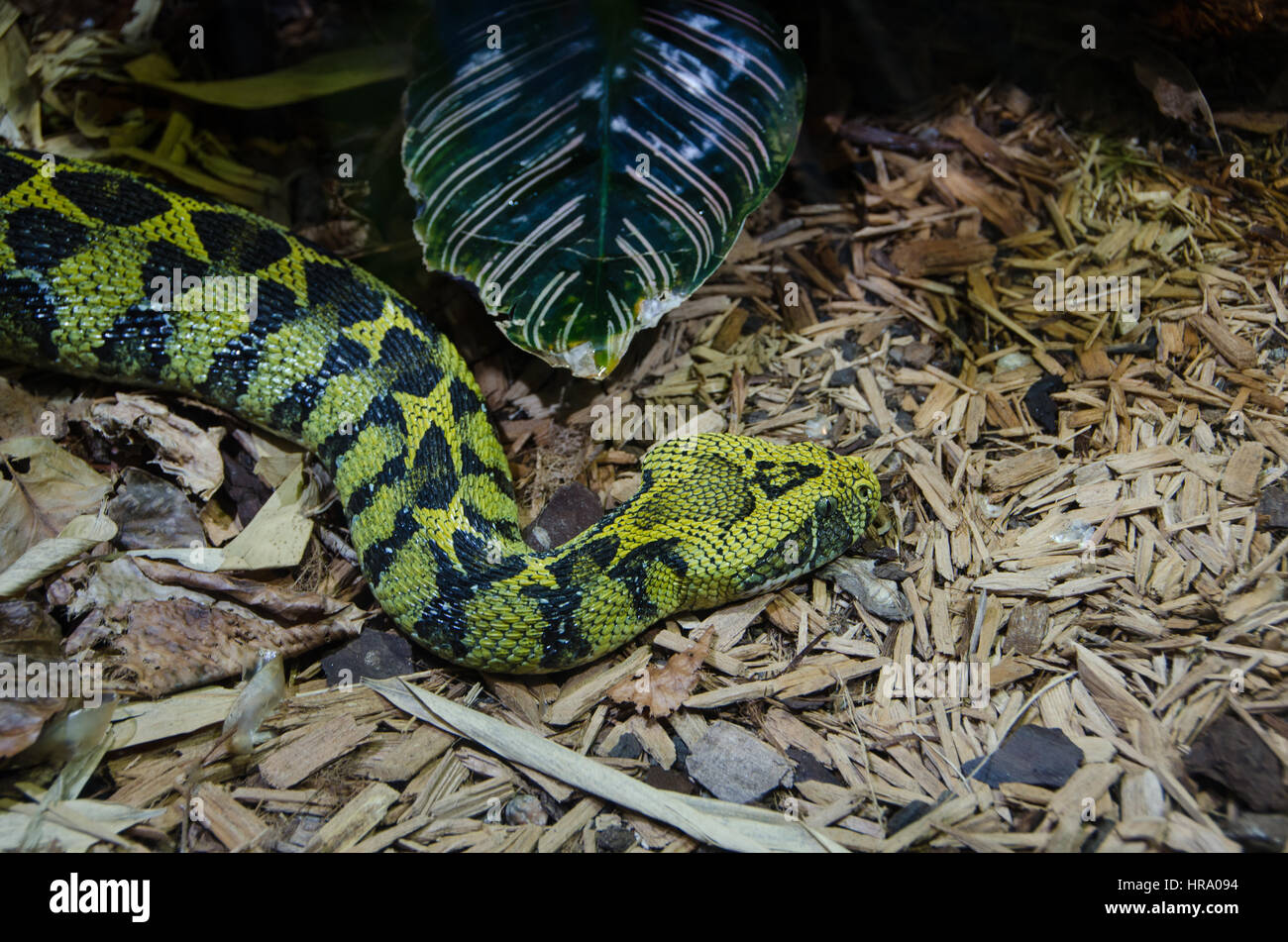 Most Toxic Snake Stock Photos & Most Toxic Snake Stock Images - Alamy