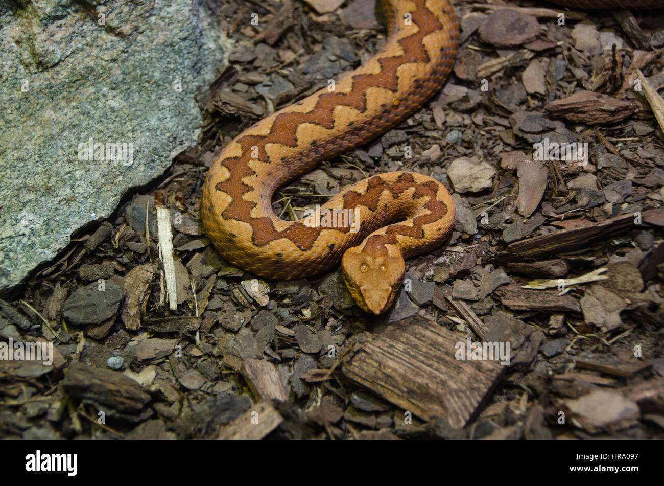 African viper sand hi-res stock photography and images - Alamy