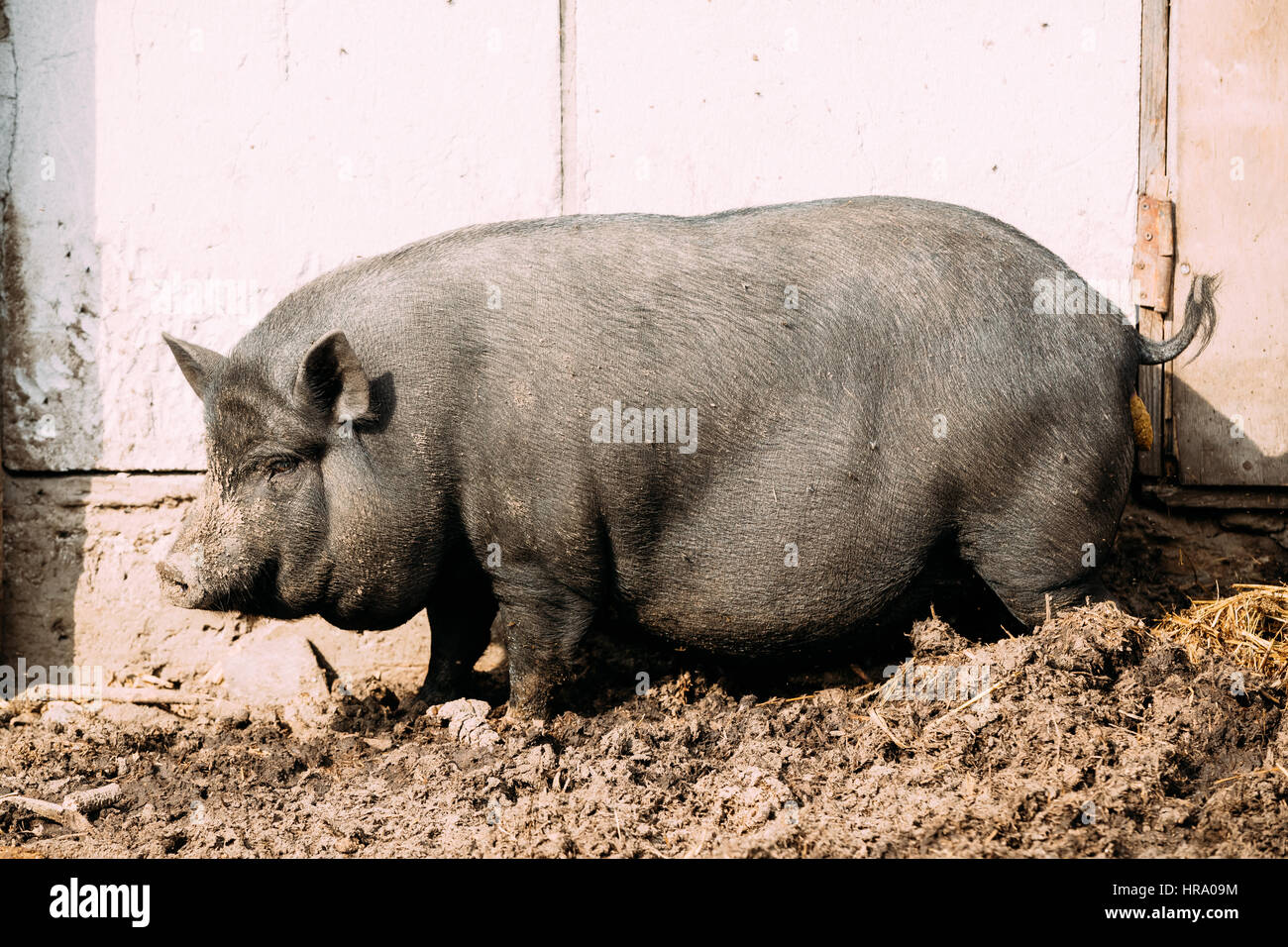 Household A Large Black Pig In Farm. Pig Farming Is Raising And ...