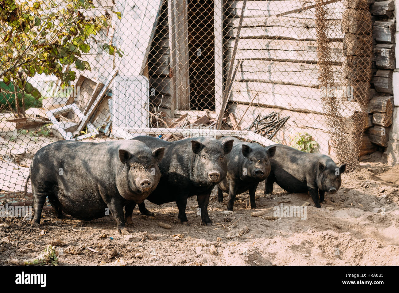 Household A Large Black Pigs In Farm. Pig Farming Is Raising And ...