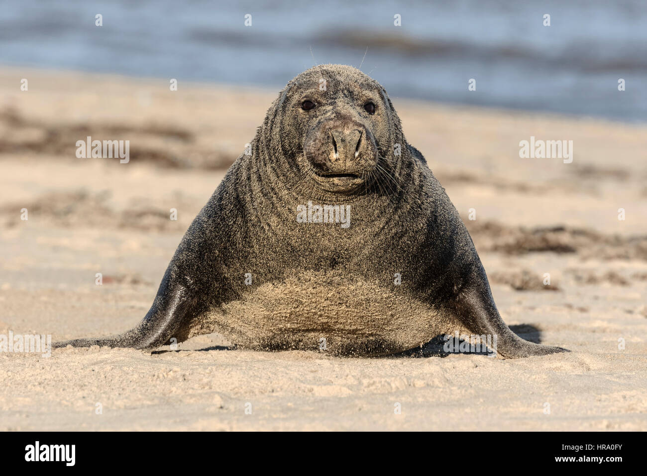Bull seal (history) hi-res stock photography and images - Alamy