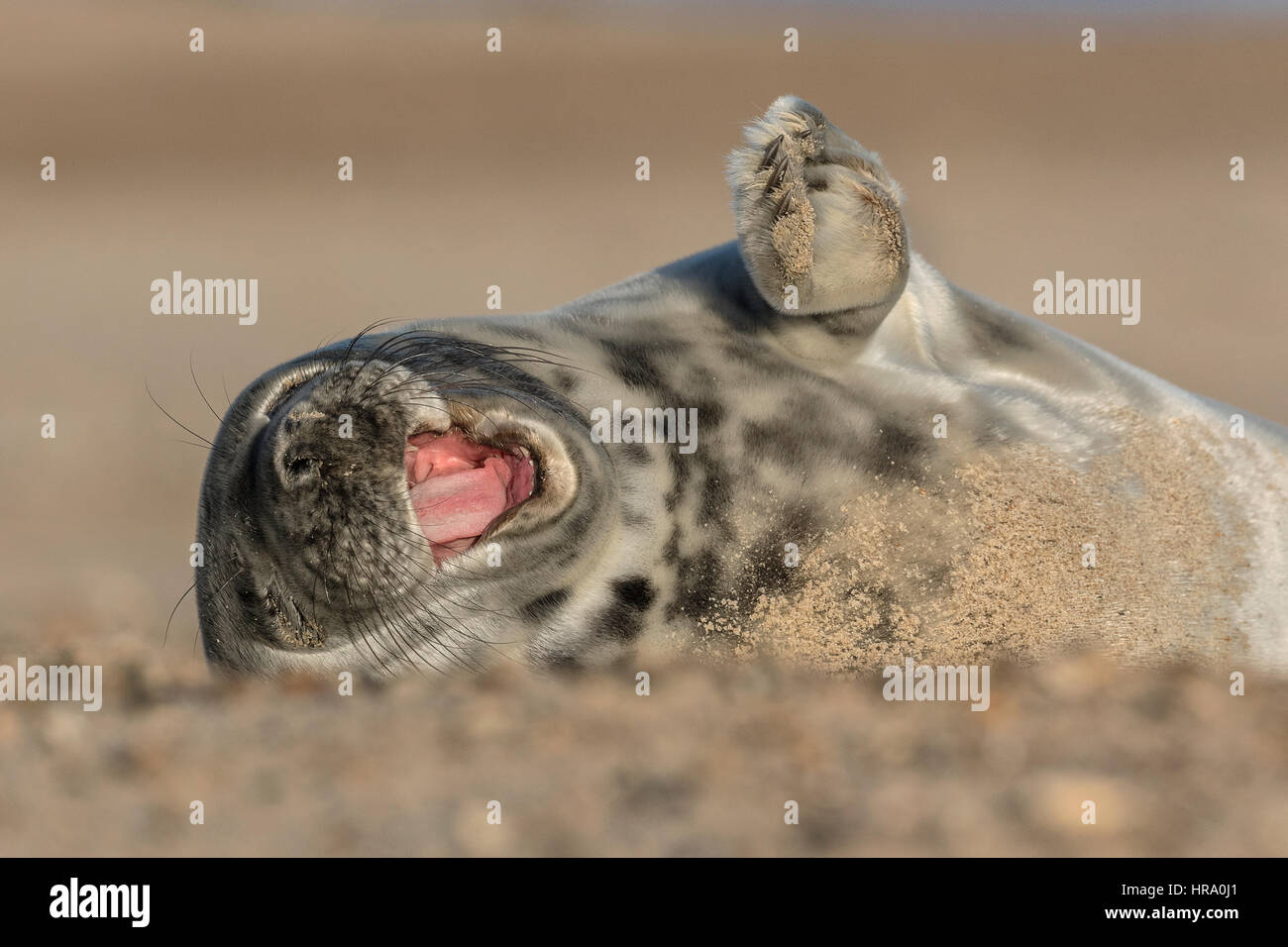 Cute seal playing beach hi-res stock photography and images - Alamy