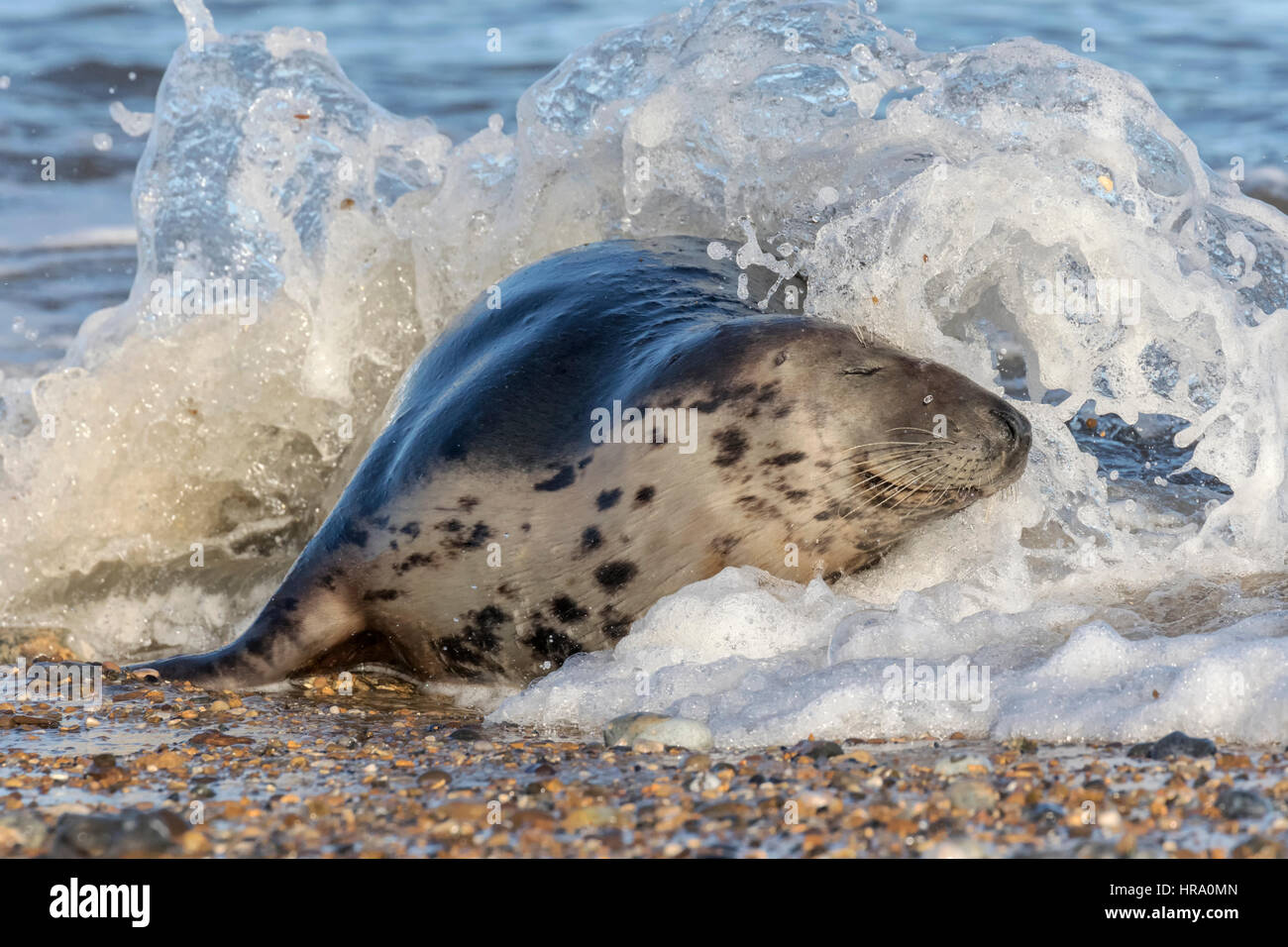 Foam seal hi-res stock photography and images - Alamy