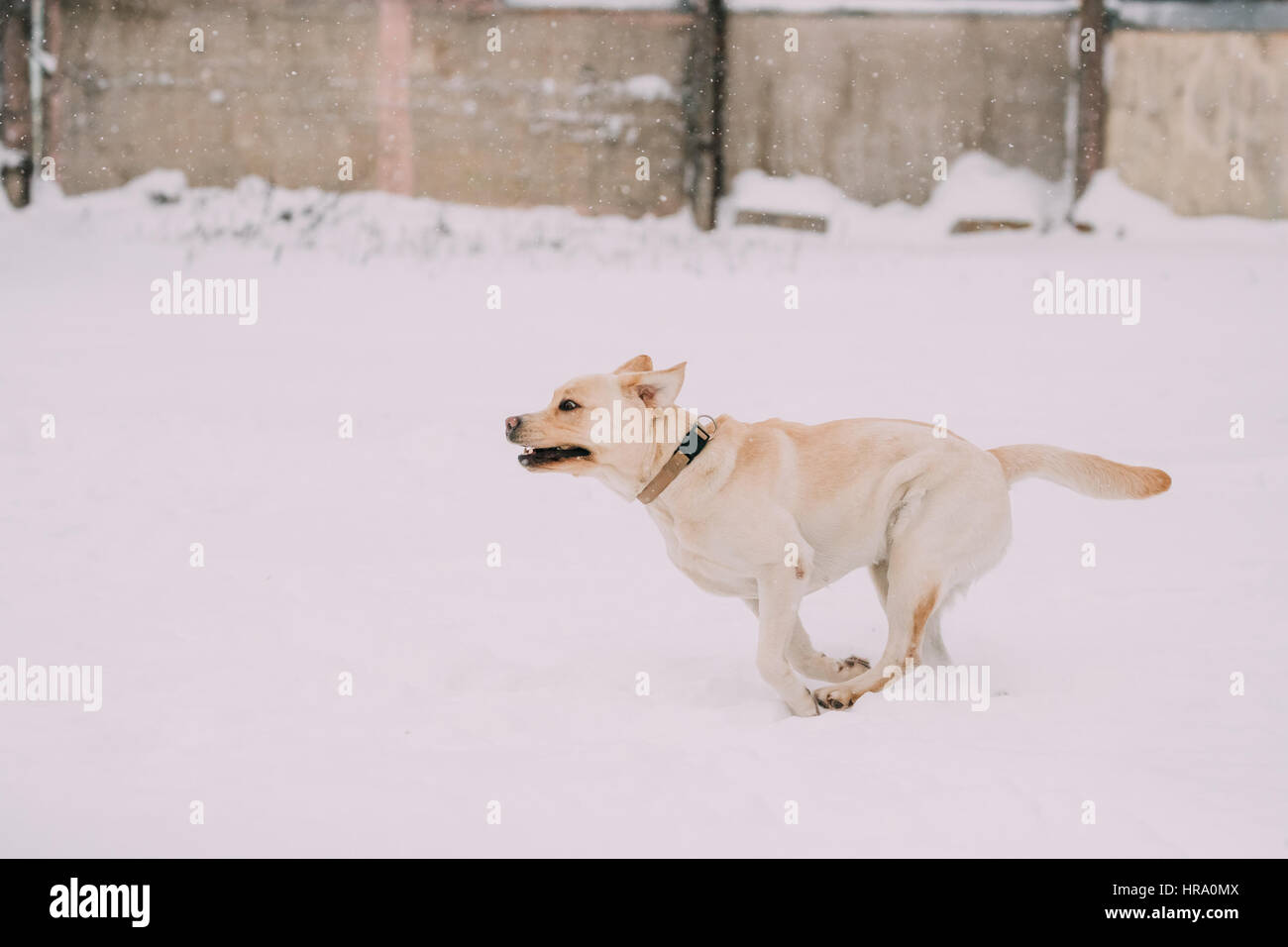 Dog happy jumping running labrador hi-res stock photography and images ...