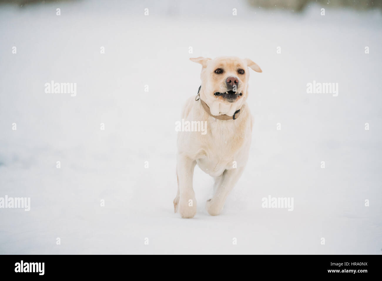 Adult playing with labrador dog hi-res stock photography and images - Alamy