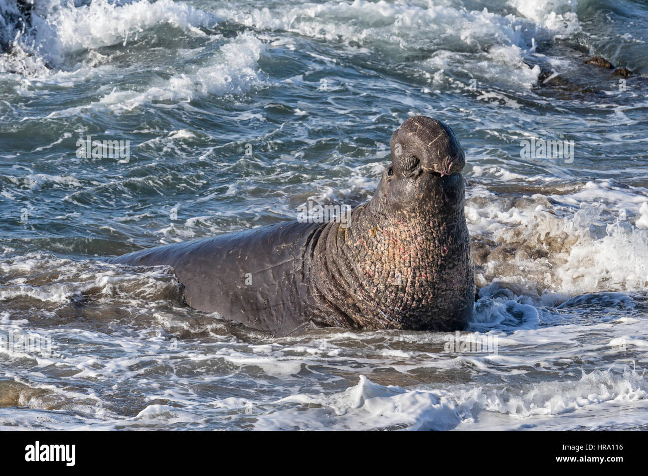 Bull northern elephant seal hi-res stock photography and images - Alamy