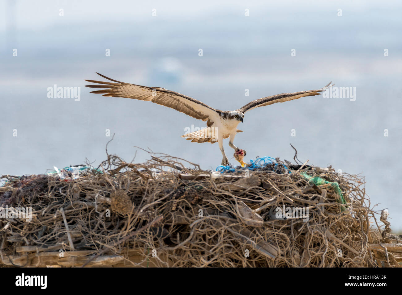 Osprey in breeding season Stock Photo - Alamy
