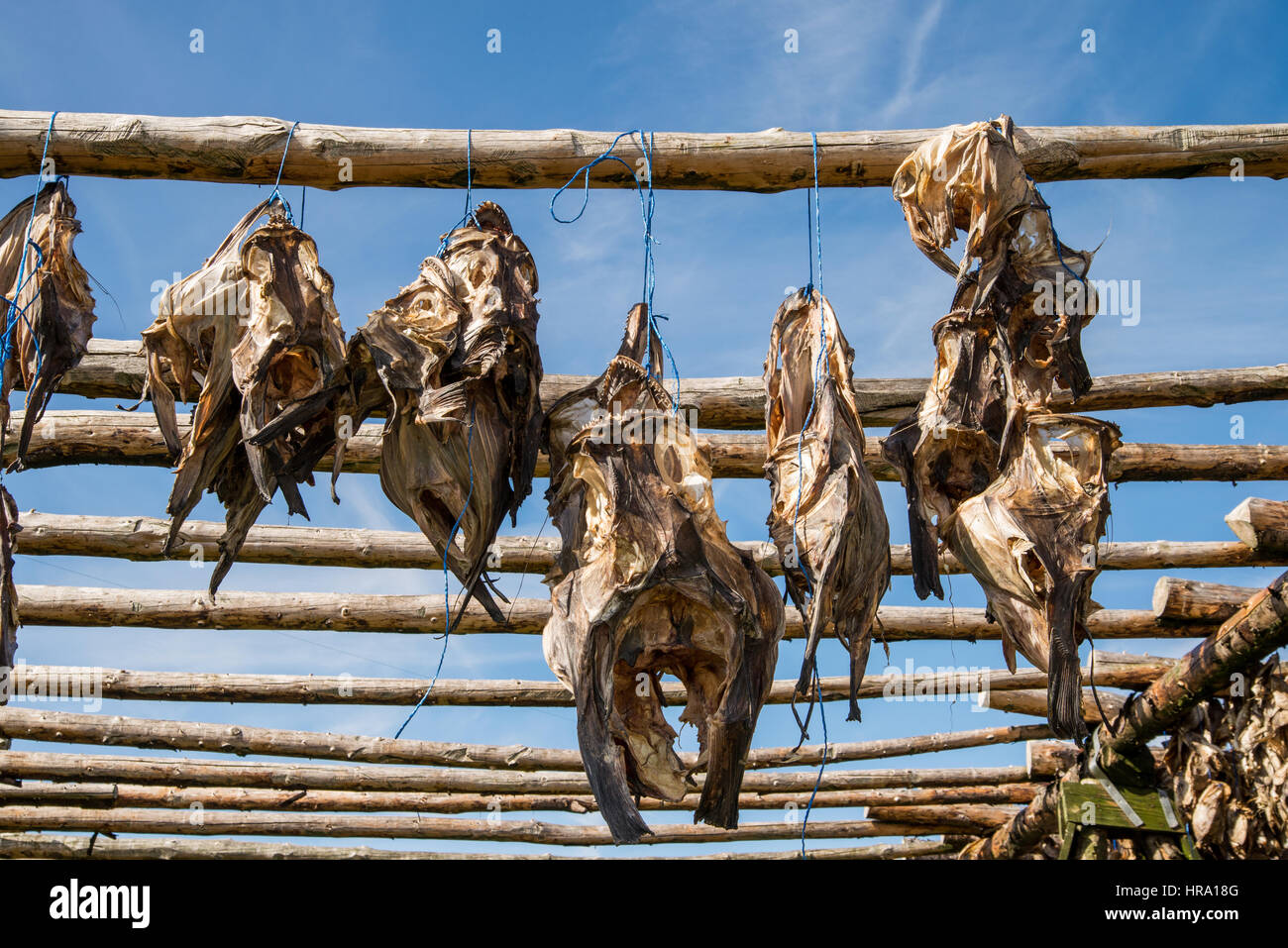 Outdoor drying of codfish in Iceland Stock Photo - Alamy