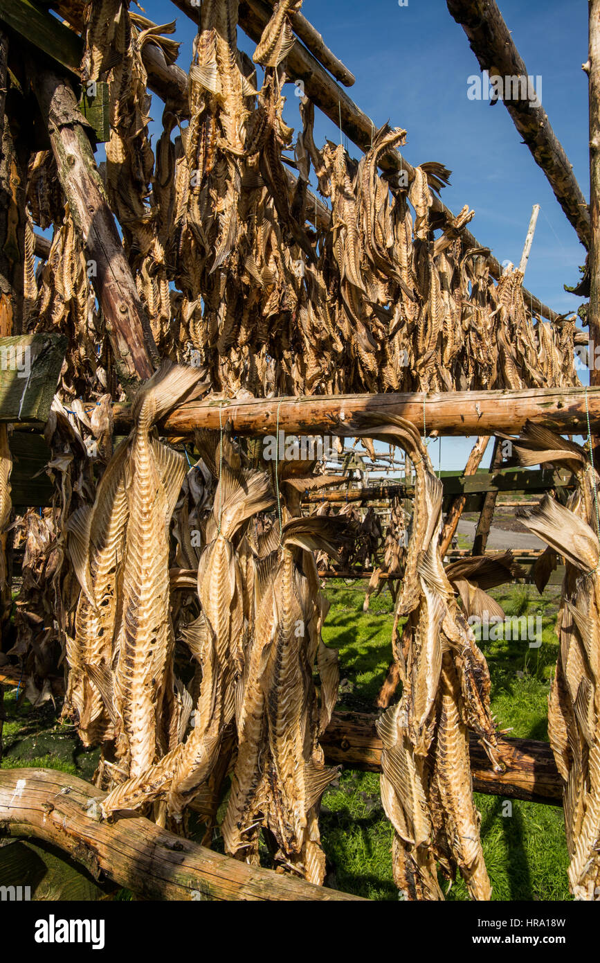 Outdoor drying of codfish in Iceland Stock Photo - Alamy