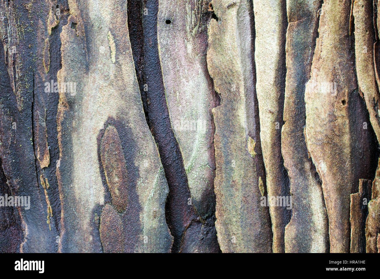 The bark of a young coastal redwood, Sequoia sempervirens- texture or ...
