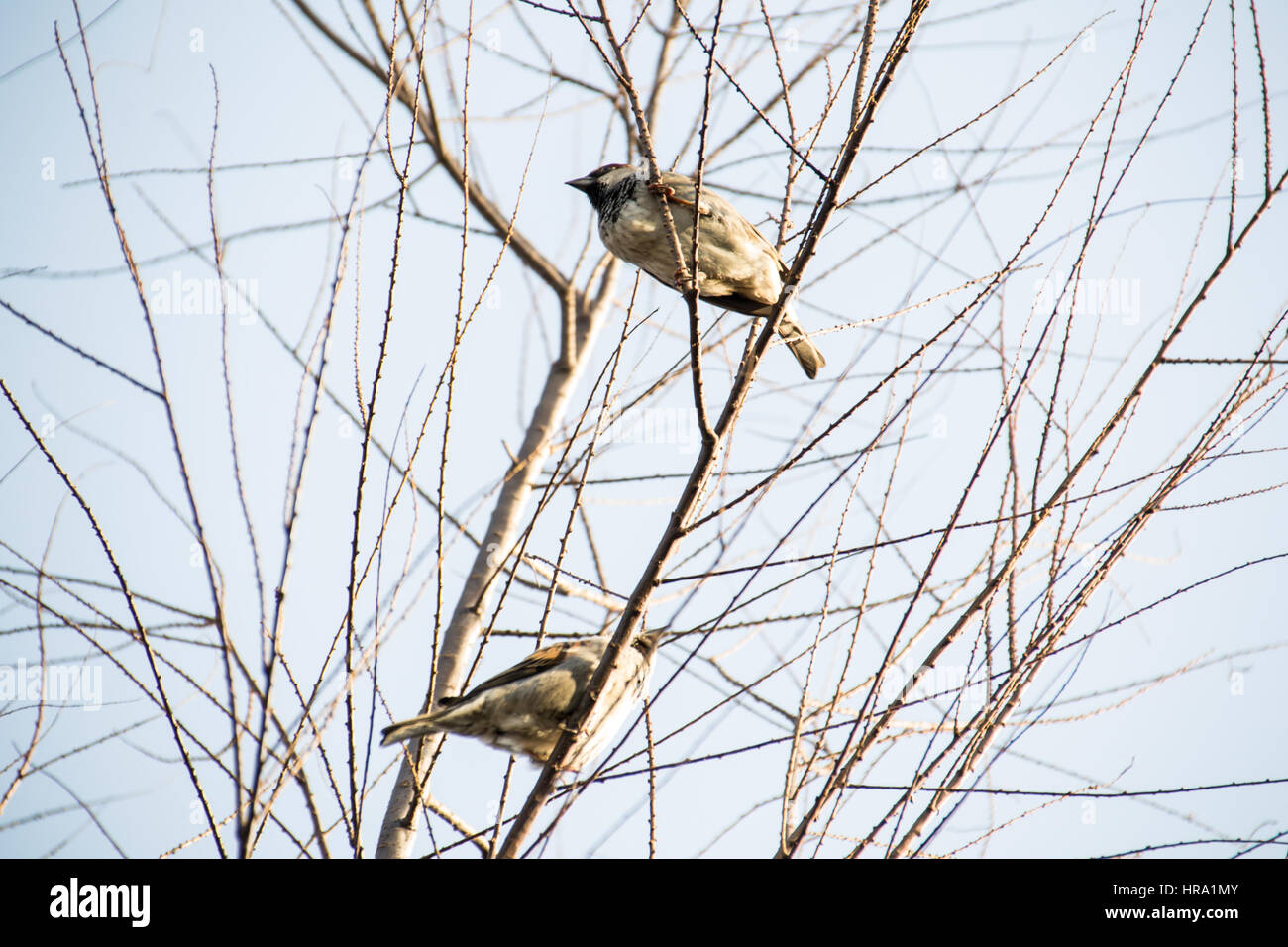 Tree sparrow close up hi-res stock photography and images - Alamy