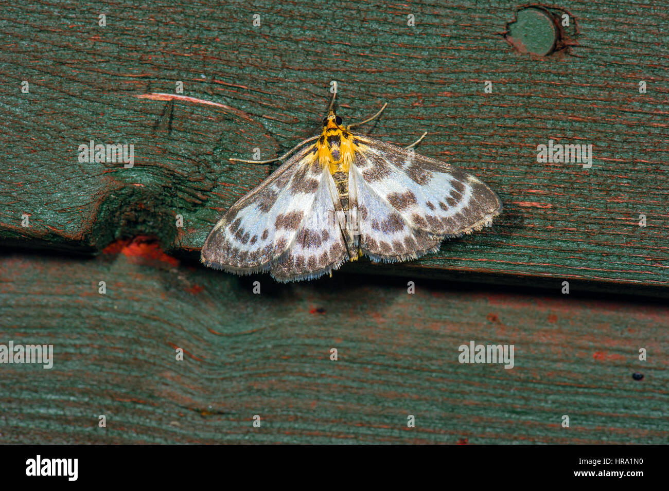Magpie Moth(Abraxas grossulariata) resting on the side of a garden shed ...