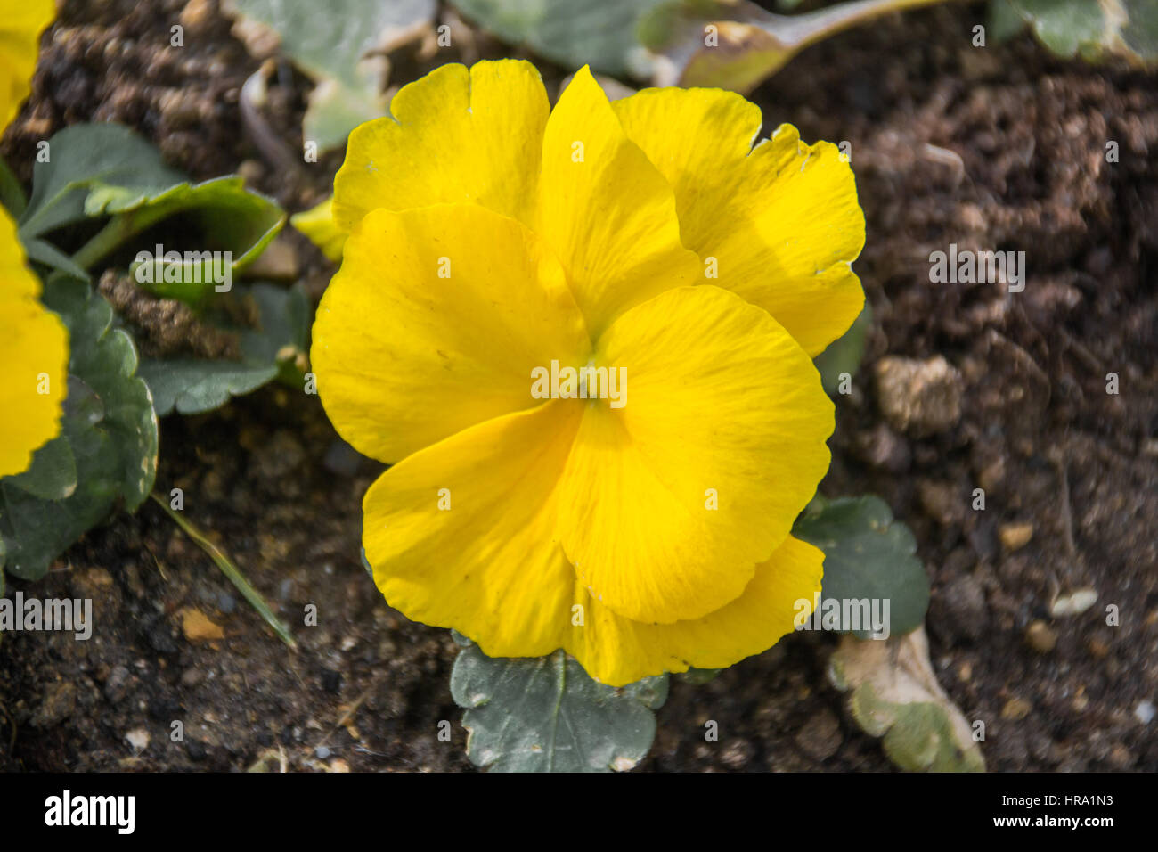 Yellow violet flower hi-res stock photography and images - Alamy