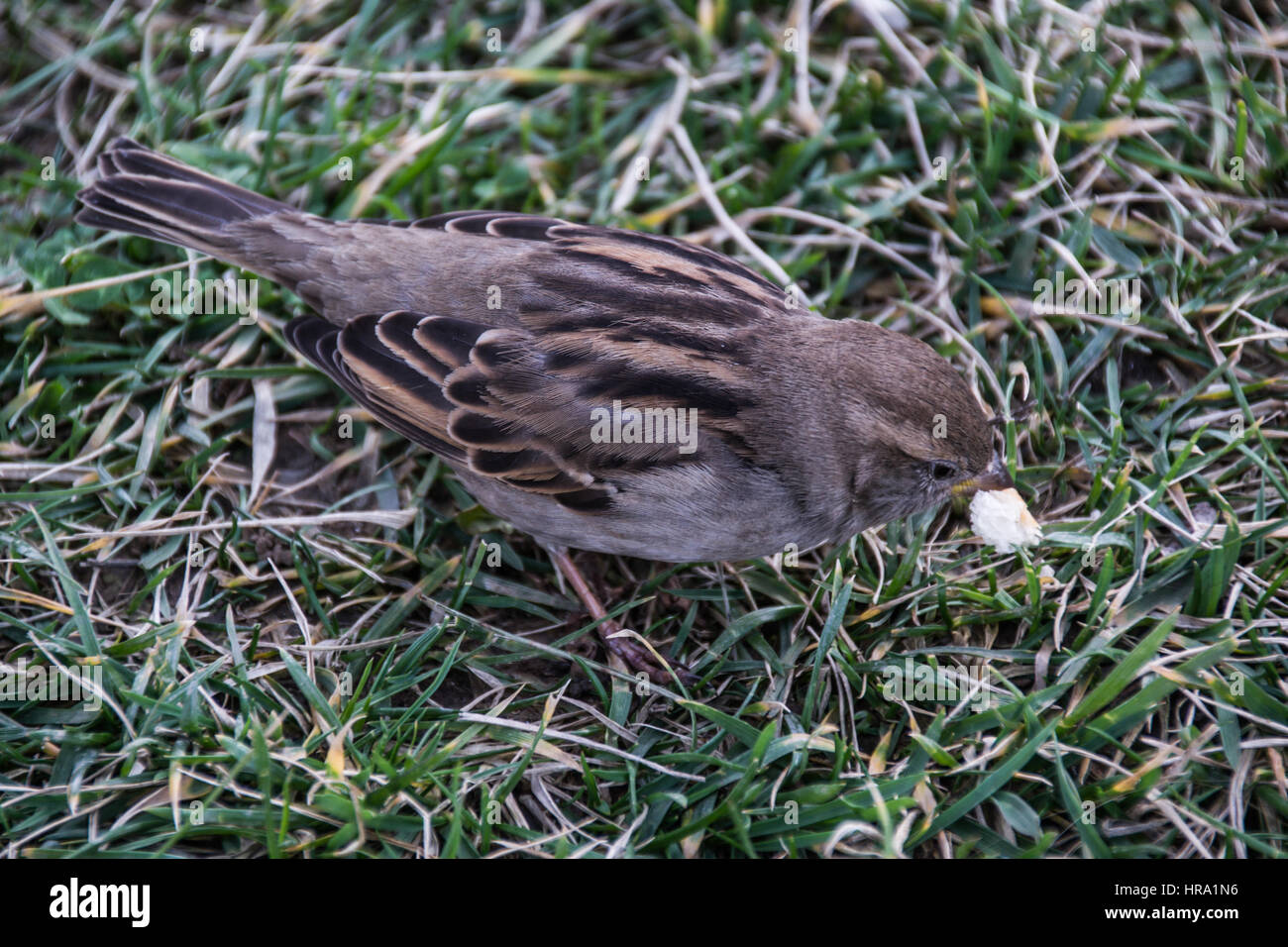 Tree sparrow close up hi-res stock photography and images - Alamy