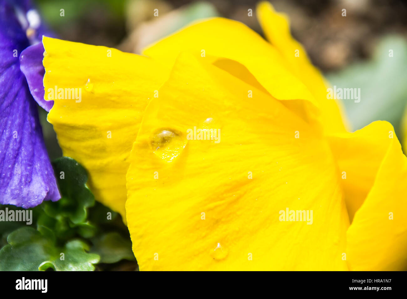 Yellow violet flower hi-res stock photography and images - Alamy