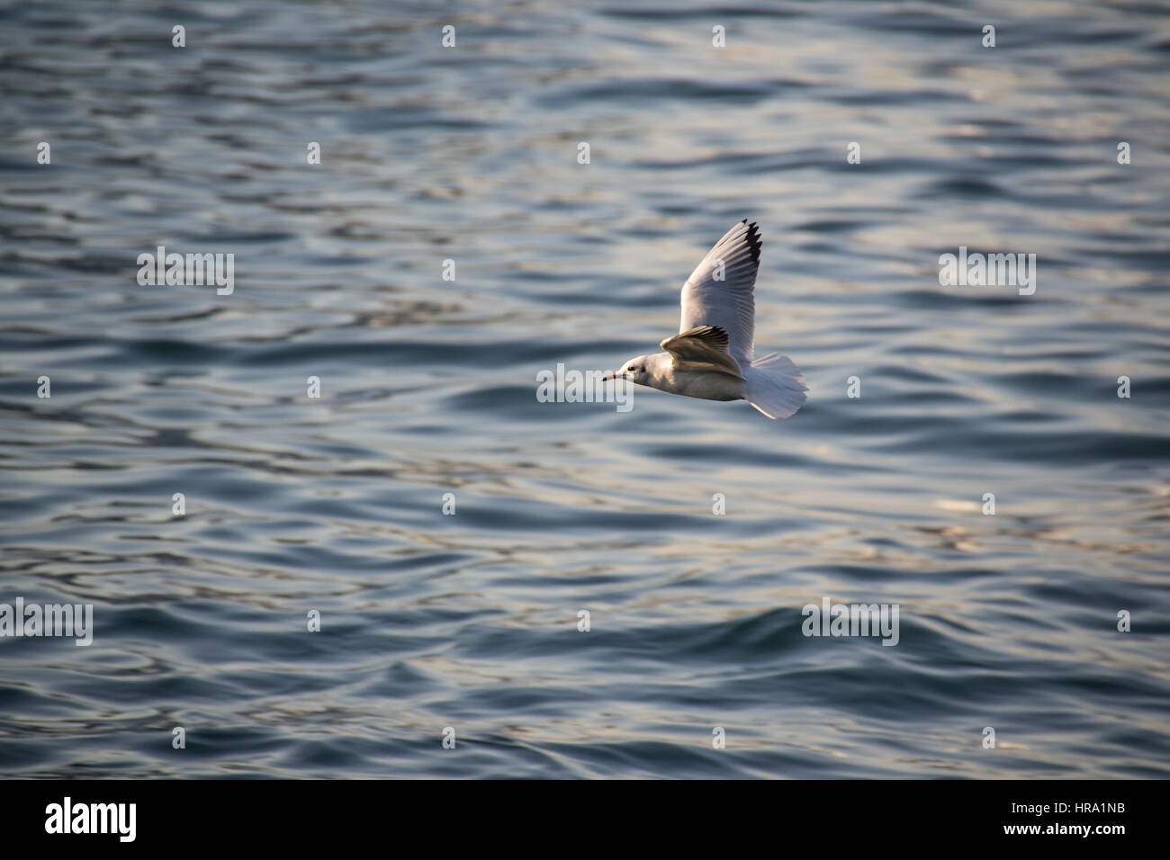 Seagull soaring over sea hi-res stock photography and images - Alamy