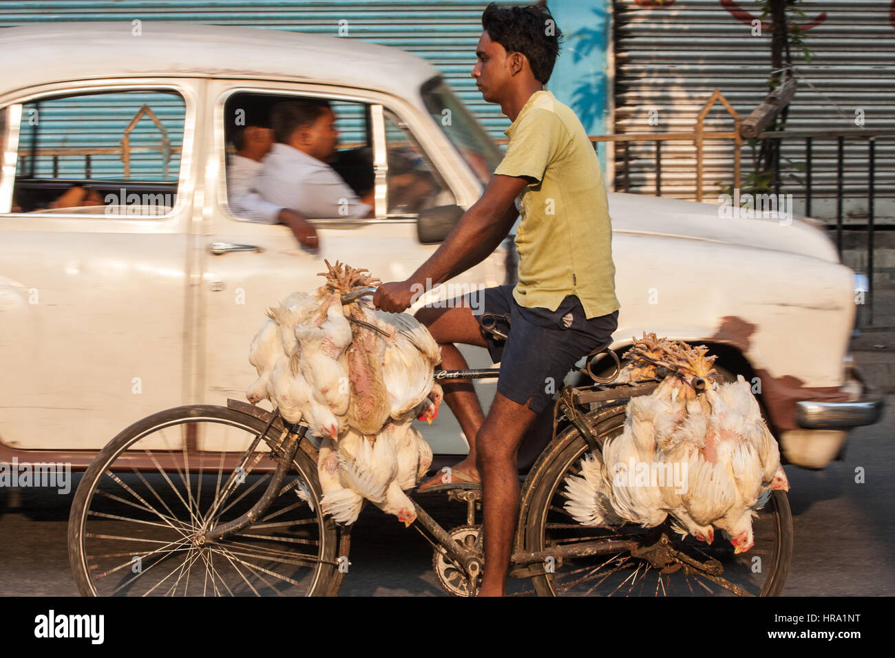 India chicken transport hi-res stock photography and images - Alamy