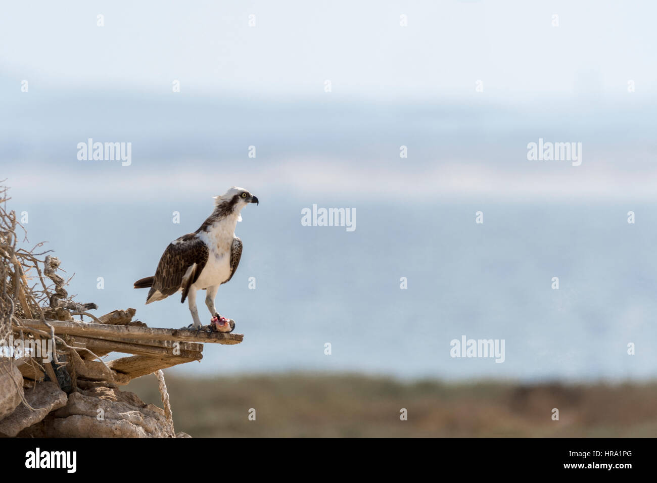 Osprey in breeding season Stock Photo - Alamy