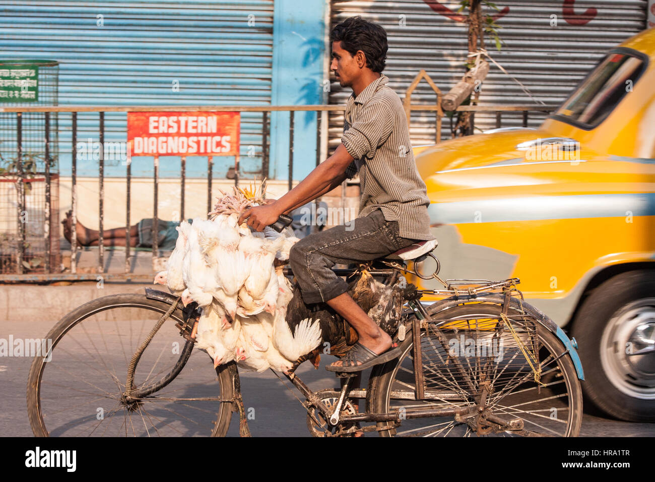 India chicken transport hi-res stock photography and images - Alamy