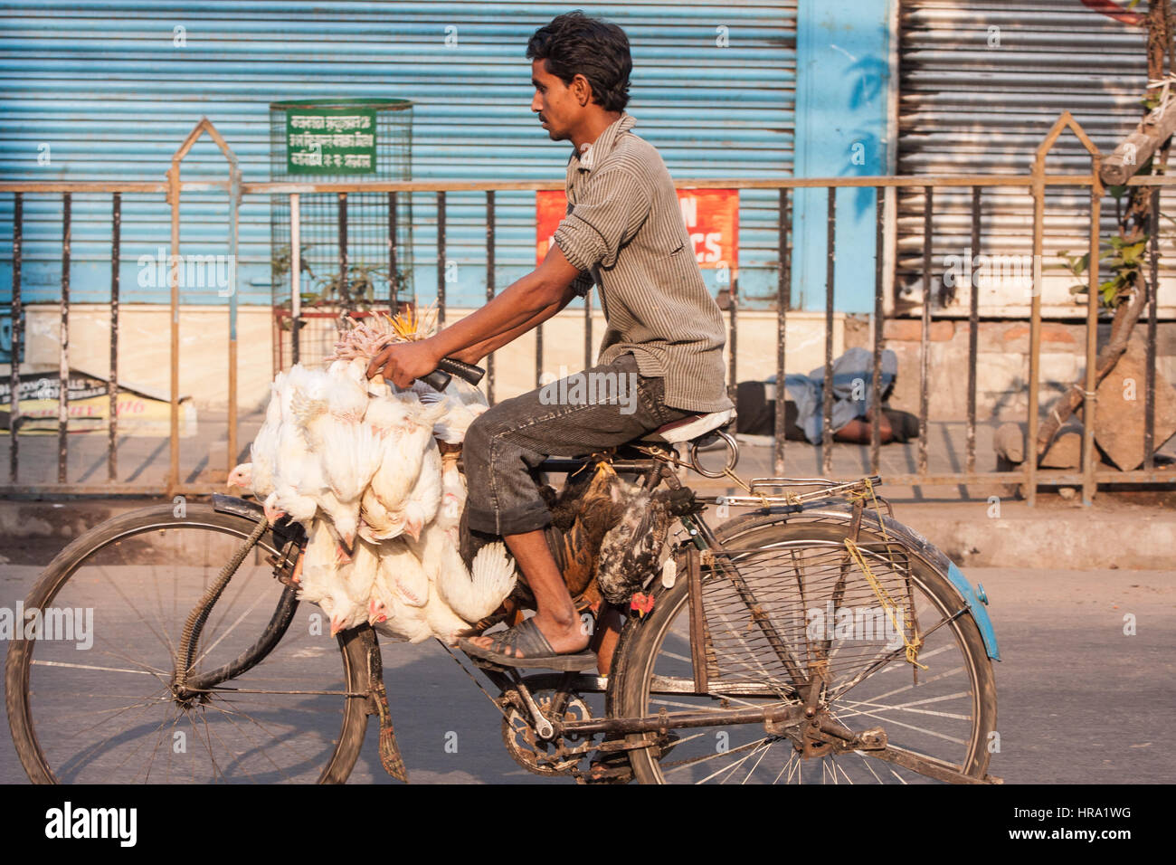 India chicken transport hi-res stock photography and images - Alamy