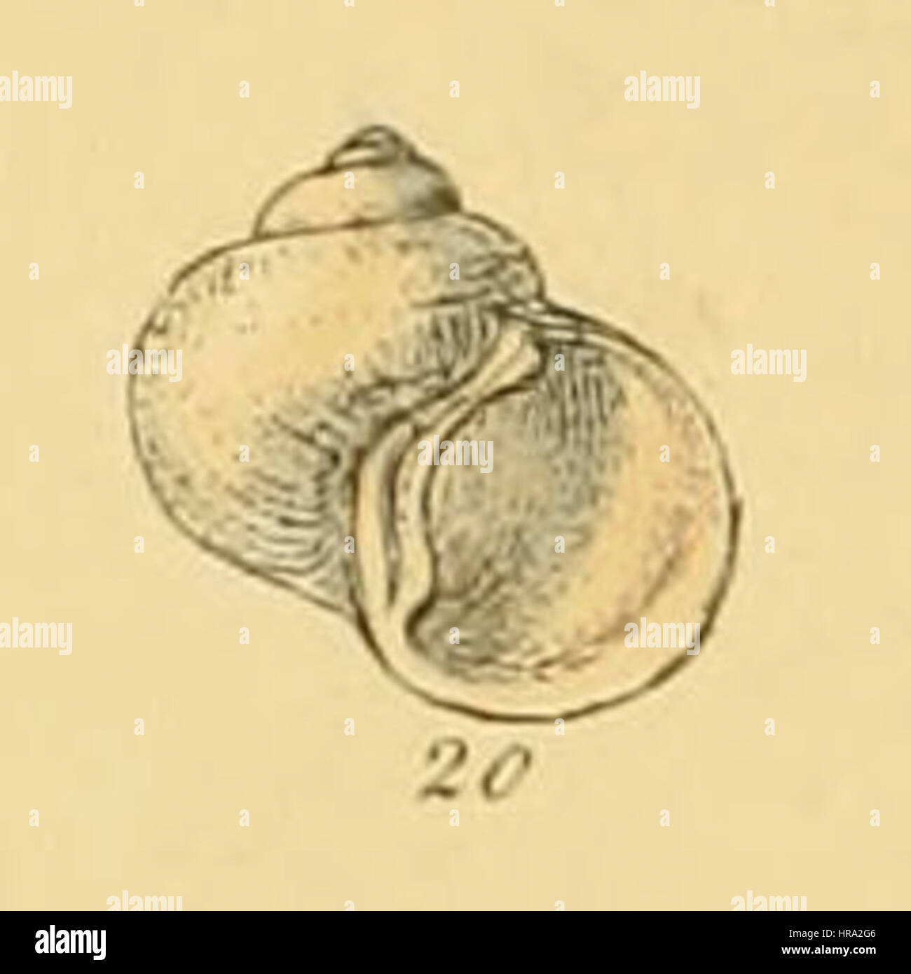 Recluzia aperta (Sowerby Stock Photo - Alamy