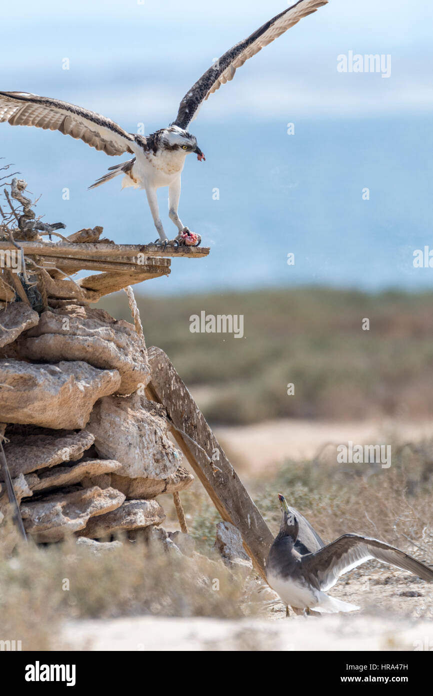 Osprey in breeding season Stock Photo - Alamy