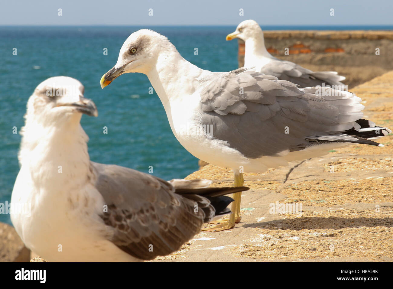 King of gulls hi-res stock photography and images - Alamy
