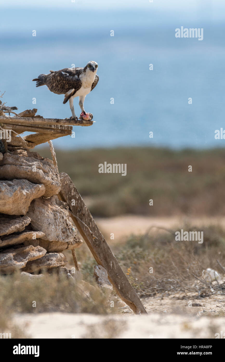 Osprey in breeding season Stock Photo - Alamy