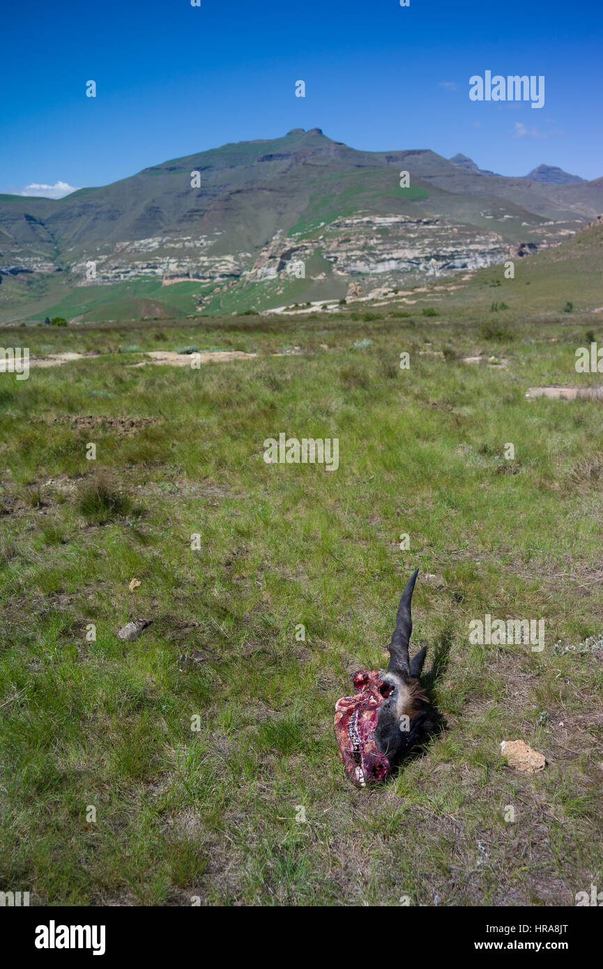 Eland skull hi-res stock photography and images - Alamy