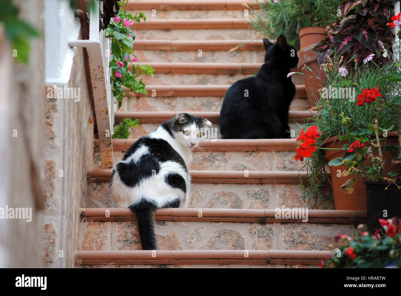 Two cats sitting on the stairs Stock Photo - Alamy