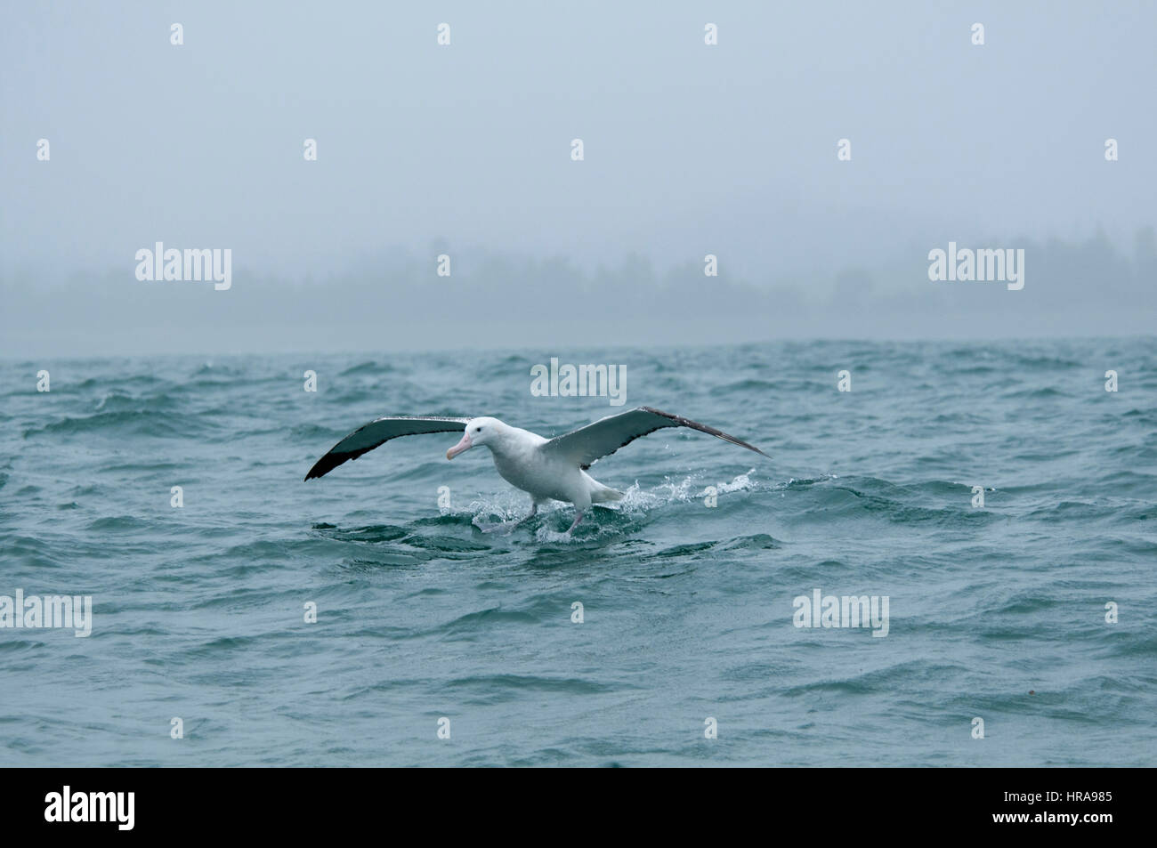 Wandering Albatros landing on the waves of the Pacific Ocean near the ...