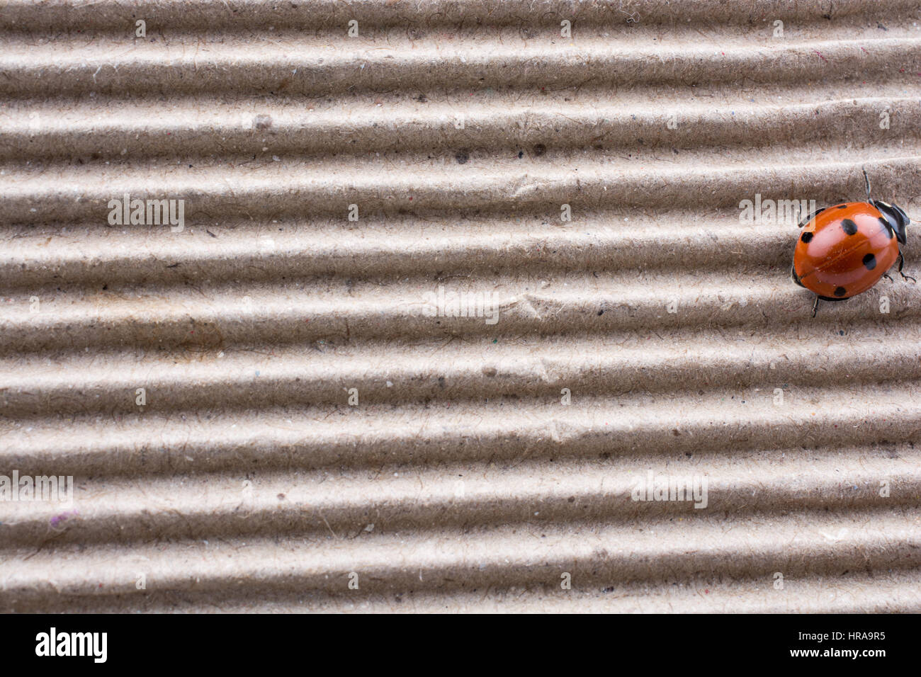 Beautiful photo of red ladybug walking on paper Stock Photo - Alamy
