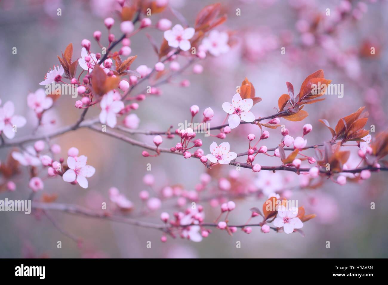 Tree flower blossoms Stock Photo - Alamy