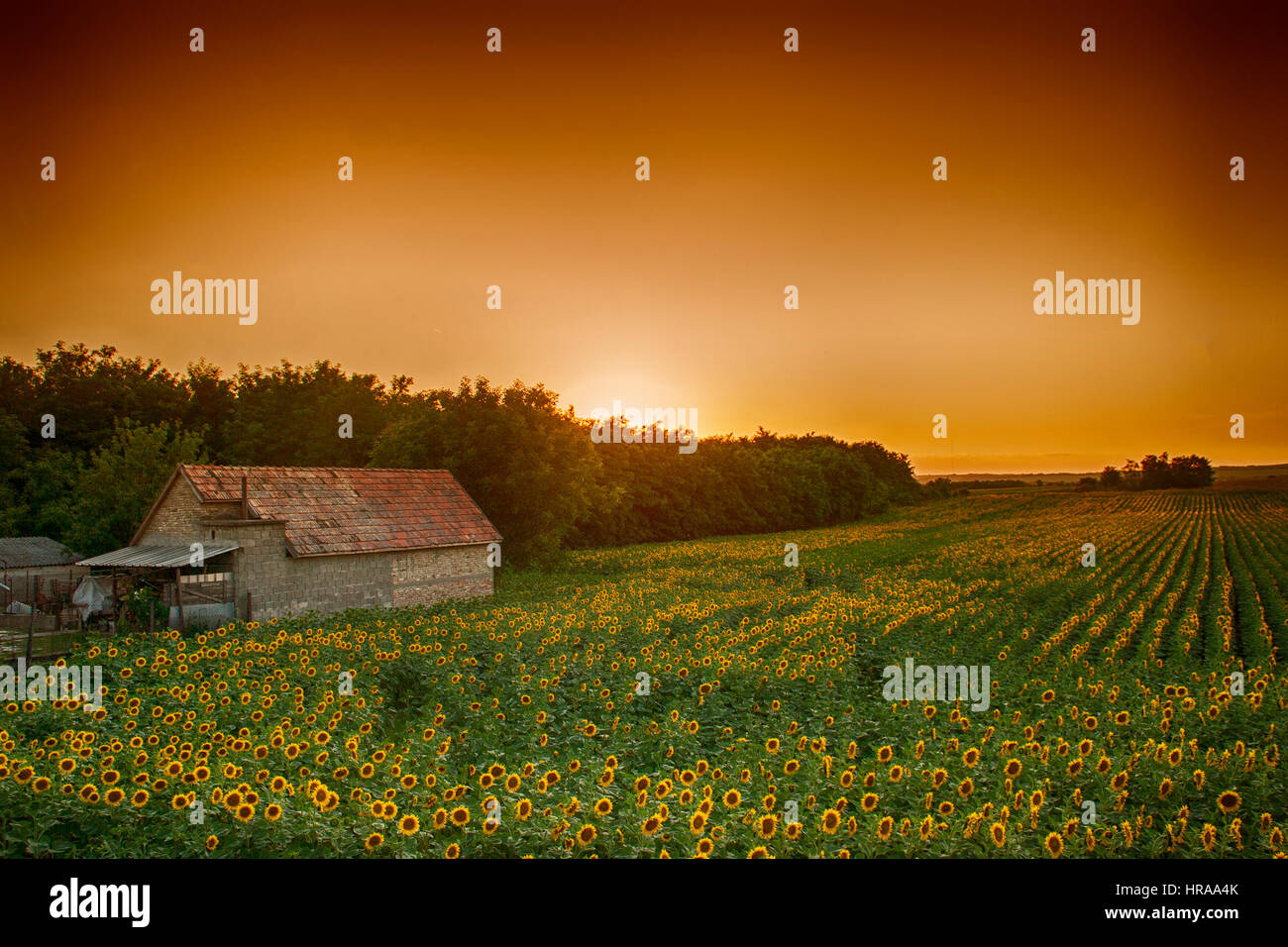 Sunflower agriculture farm hi-res stock photography and images - Alamy