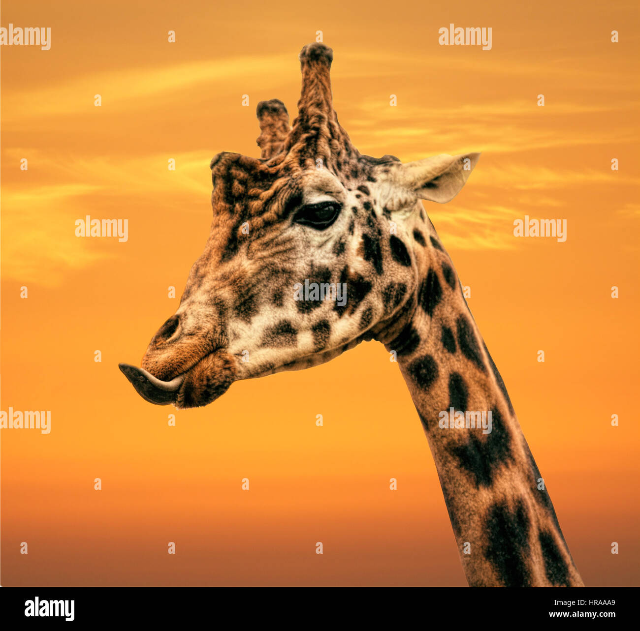 Giraffe isolated on white Stock Photo - Alamy