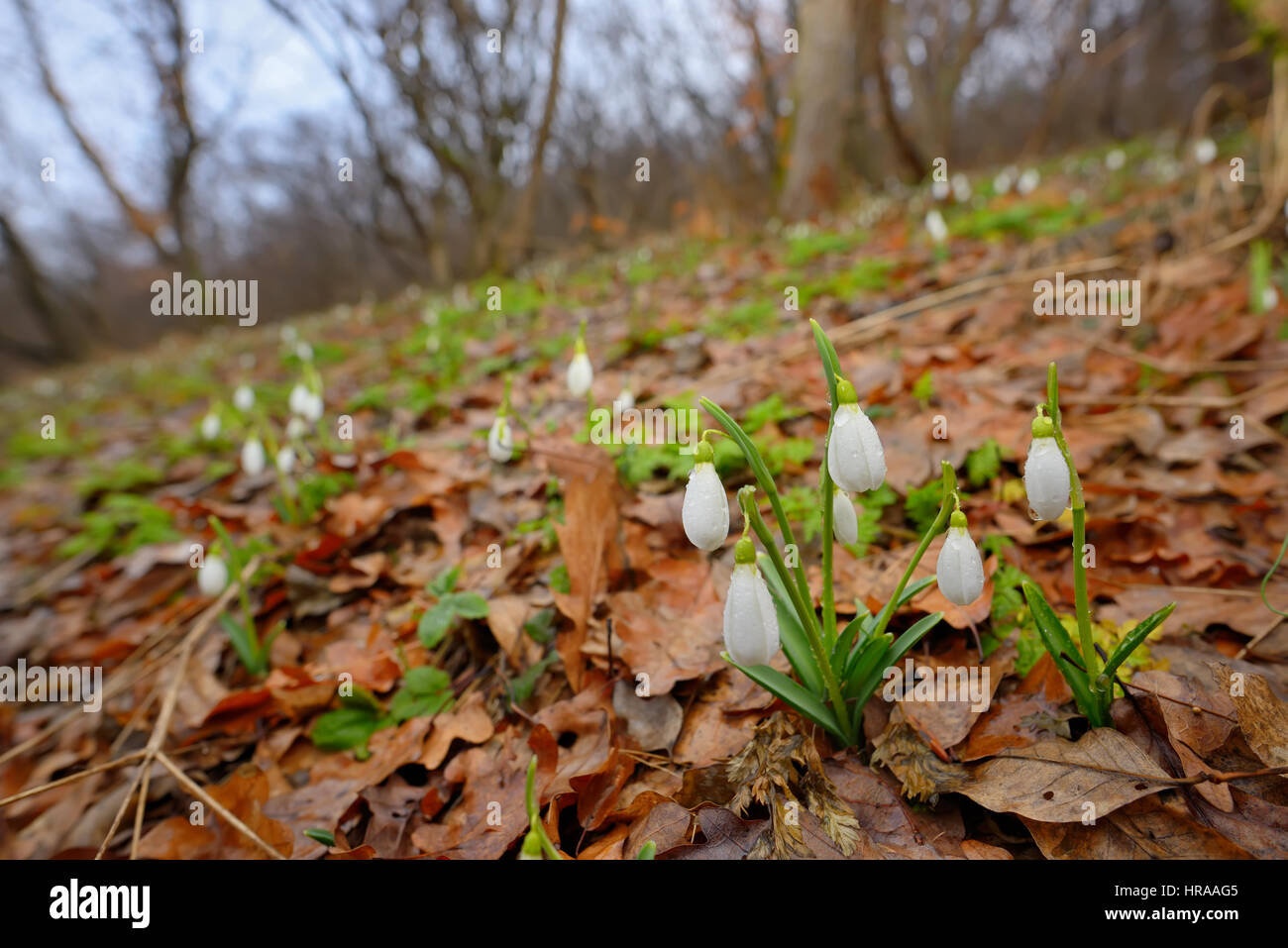 Snowdrops with dew drops in forest Stock Photo - Alamy