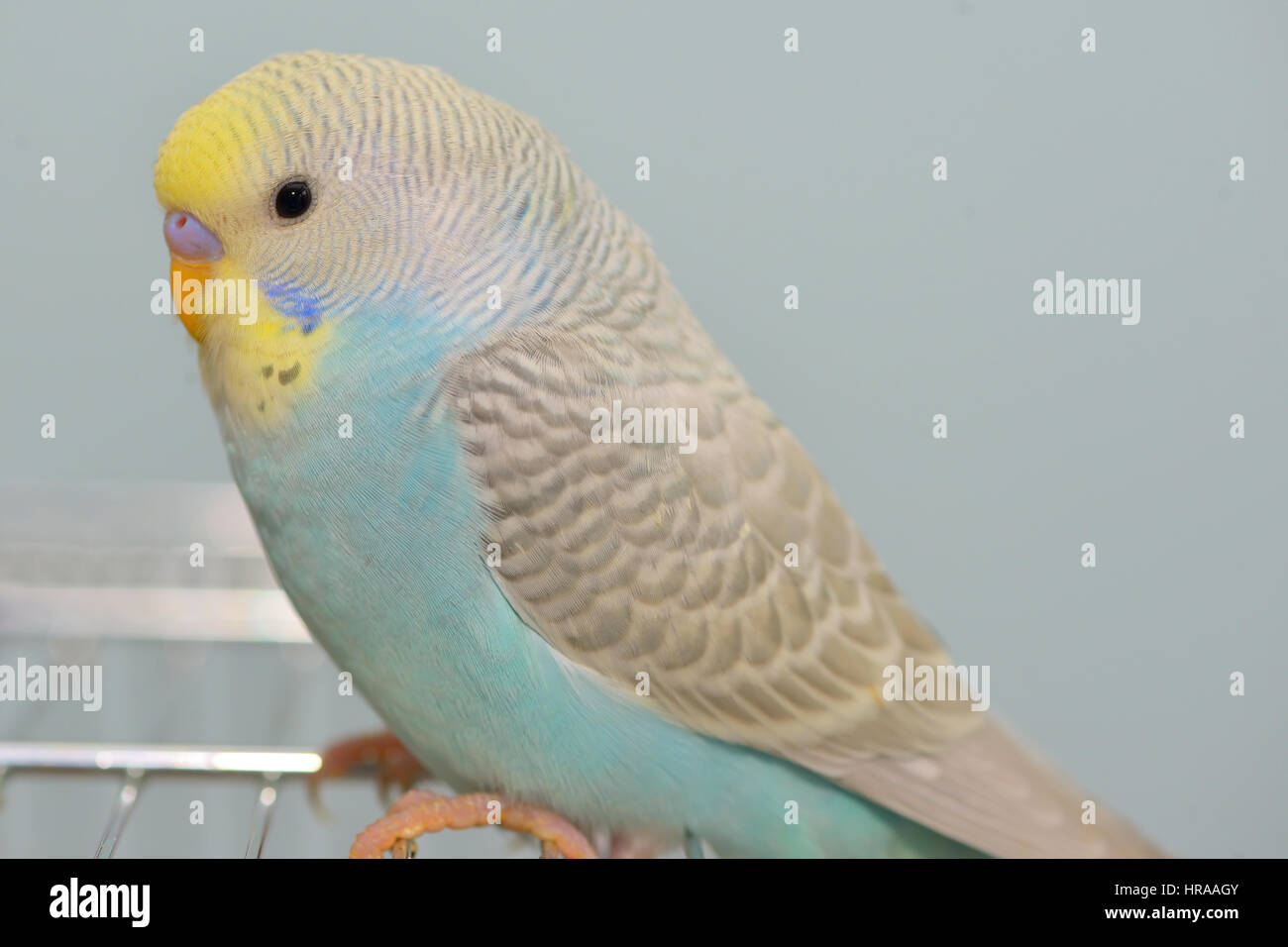 Gray budgerigar hi-res stock photography and images - Alamy