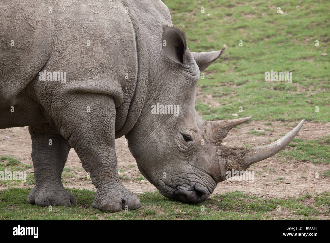 Southern white rhinoceros (Ceratotherium simum simum Stock Photo - Alamy