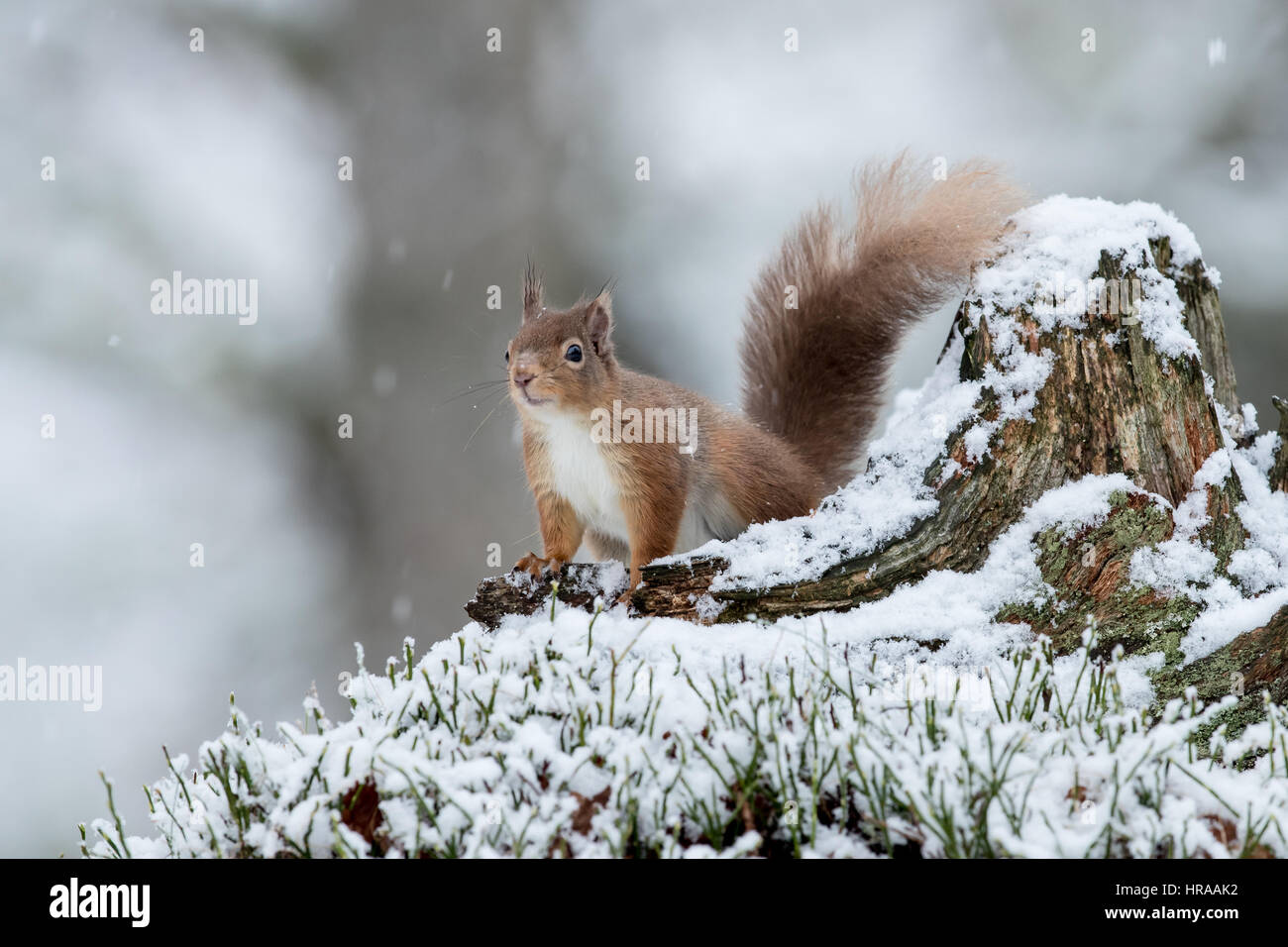 Red Squirrel caingorms national park Stock Photo - Alamy