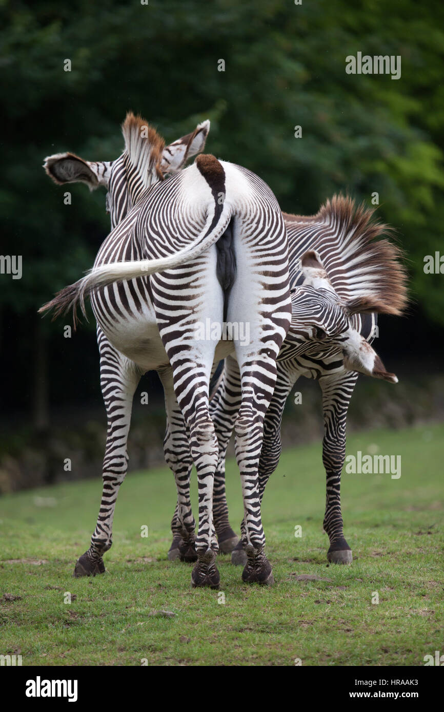 Grevy's zebra (Equus grevyi), also known as the imperial zebra Stock ...