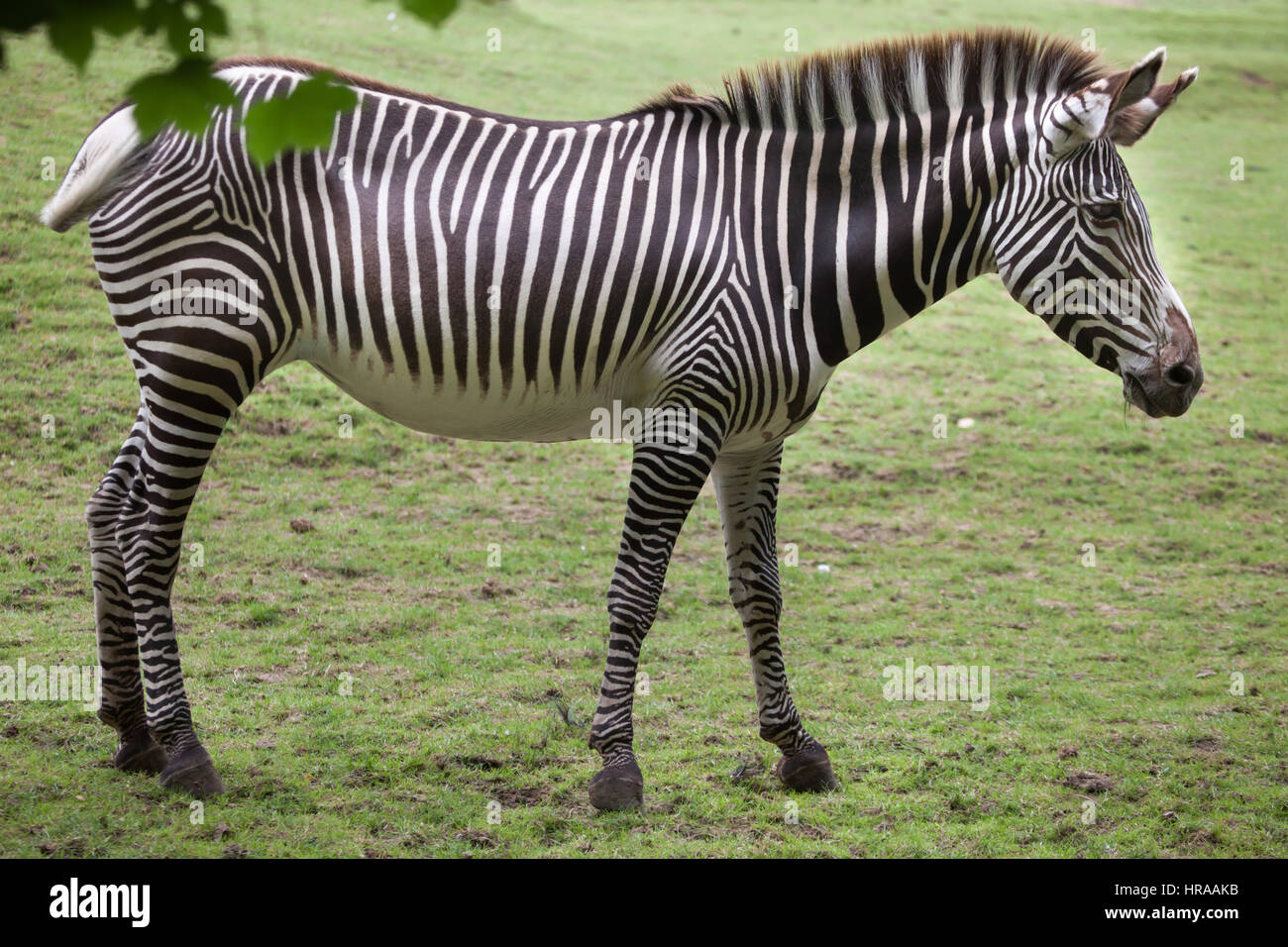 Grevy's zebra (Equus grevyi), also known as the imperial zebra Stock ...